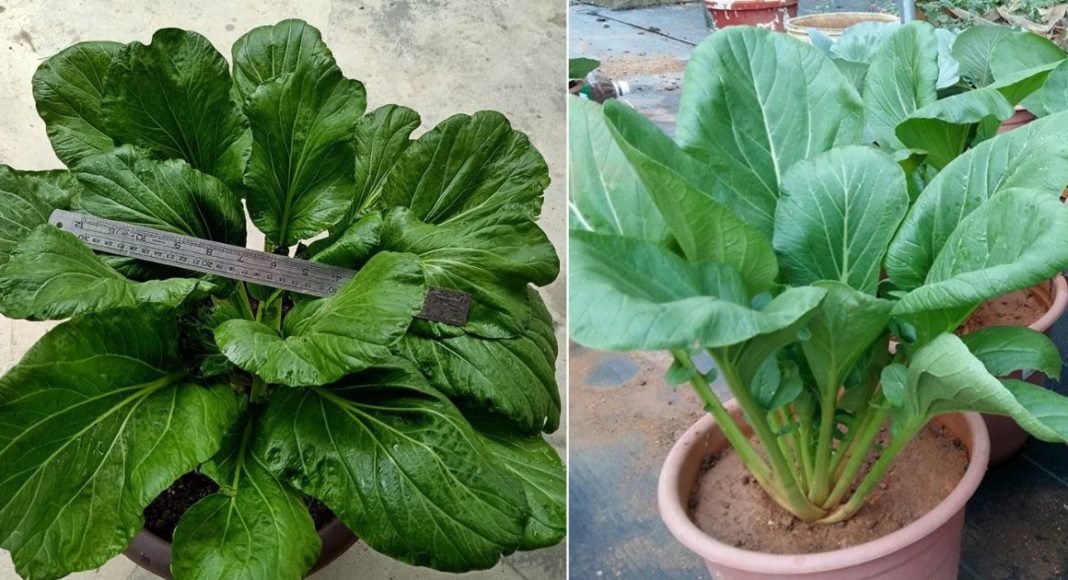 Kalau Tanam Sawi Dalam Pasu Buat 7 Tip Ini Supaya Hasil Sawi 'Gemok ...