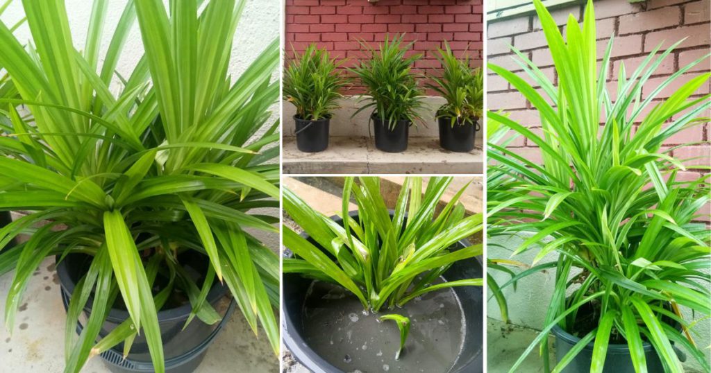 Tanam Pokok Pandan Dalam Baldi Pun Menjadi, Ini Tip Supaya Daun Segar ...