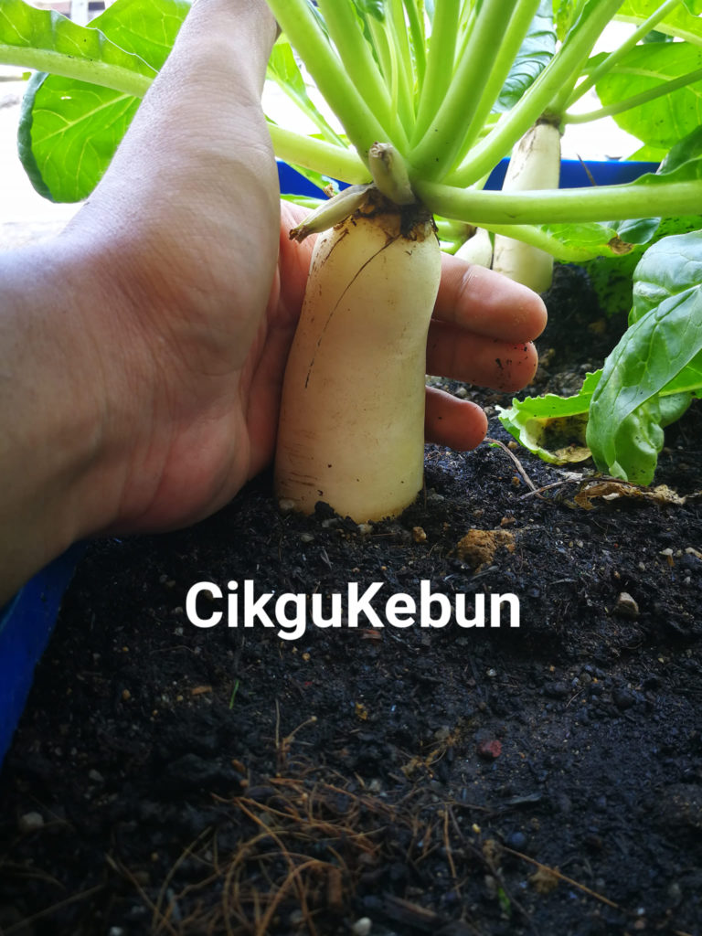 Tip Tanam Lobak Putih Supaya Cepat Tumbuh & Hasilkan Umbisi Yang Besar