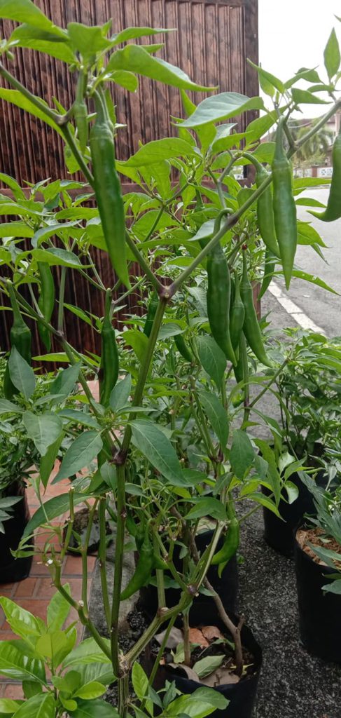 9 Kegunaan Garam Epsom Pada Tanaman. Boleh Maniskan Buah & Rawat Pokok ...