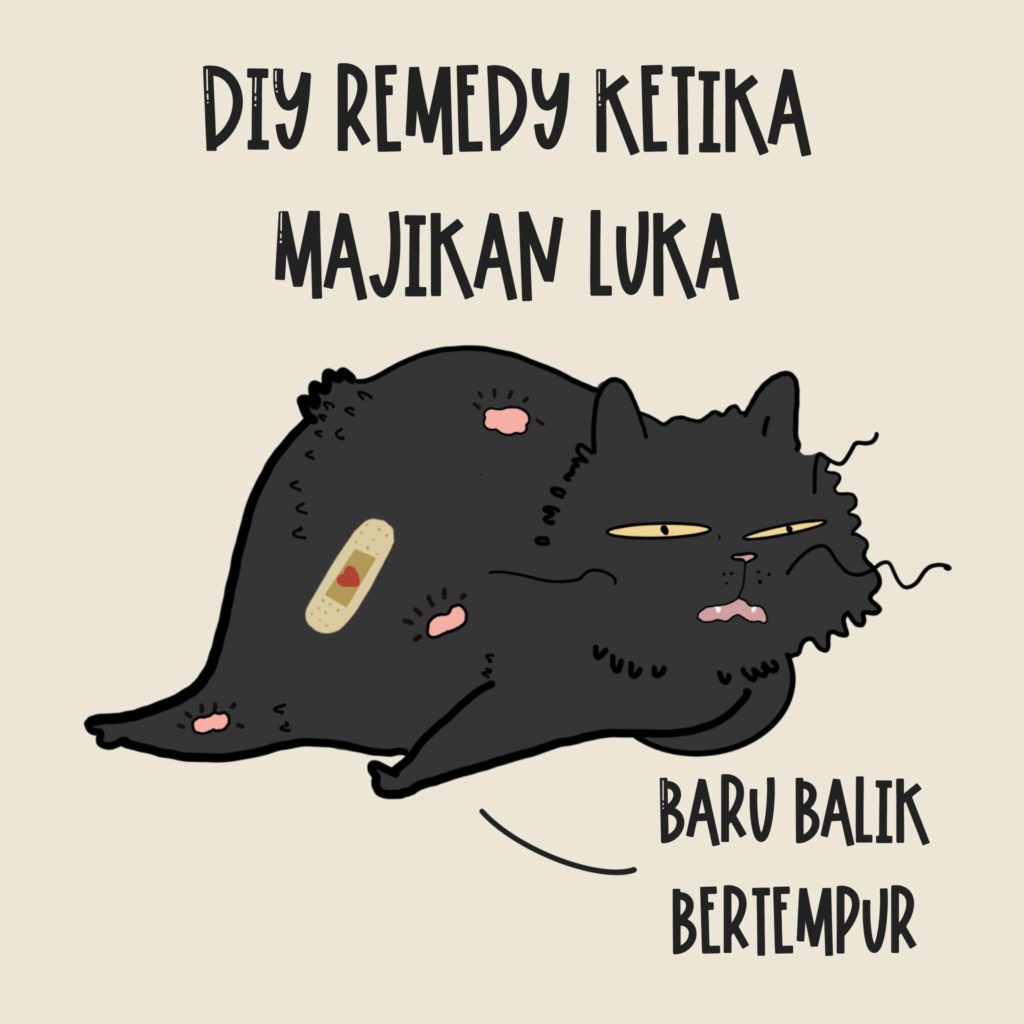 Buat Sendiri Natural Remedy Guna Kunyit Untuk Rawat Kucing Luka & Kurap ...