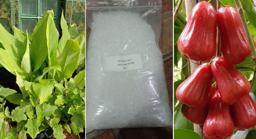 9 Kegunaan Garam Epsom Pada Tanaman. Boleh Maniskan Buah & Rawat Pokok ...
