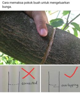 Teknik Girdling, Ini Cara Toreh Yang Betul Pada Pokok Buah Agar ...
