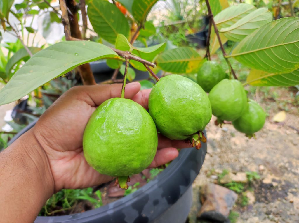4 Penjagaan Pokok Jambu Tanam Dalam Pasu Supaya Sentiasa Berbuah Lebat