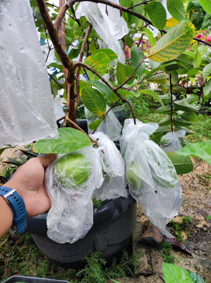 4 Penjagaan Pokok Jambu Tanam Dalam Pasu Supaya Sentiasa Berbuah Lebat