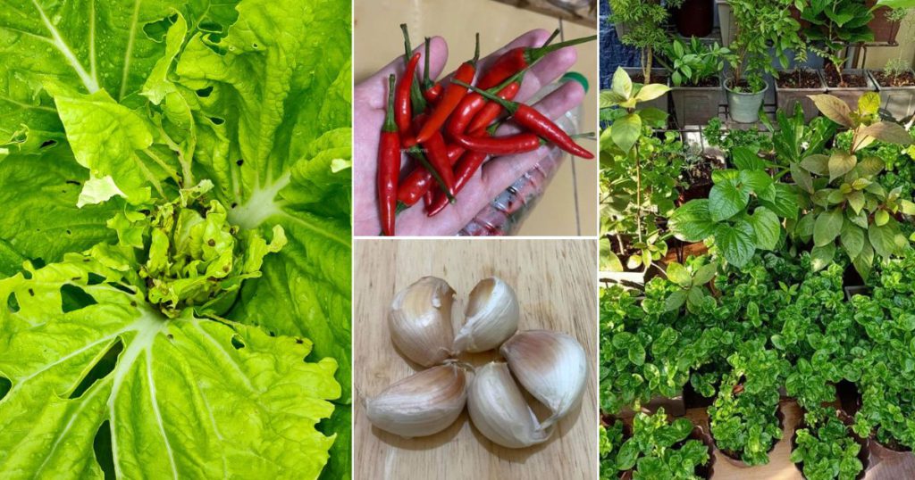 DIY Spray Racun Organik Untuk Hapus Serangga Makan Daun Pokok Sayur ...