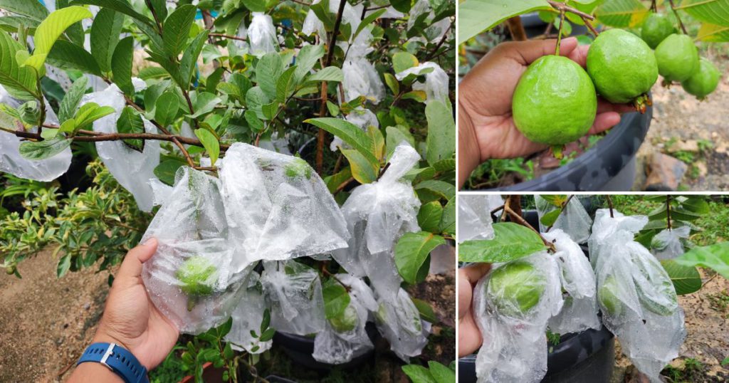 4 Penjagaan Pokok Jambu Tanam Dalam Pasu Supaya Sentiasa Berbuah Lebat