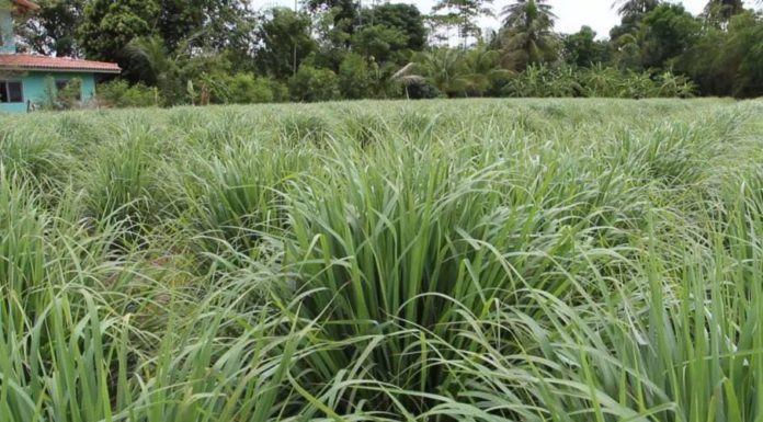 Panduan Tanam Serai Untuk Jualan, Boleh Buat Kalau Ada Laman Luas