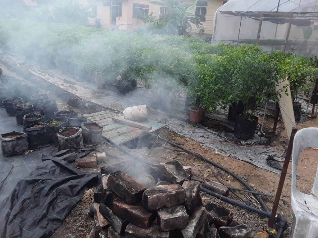 Teknik Meracun Pokok Buah Elak Serangga Perosak Tanpa Beli Racun. 2 ...