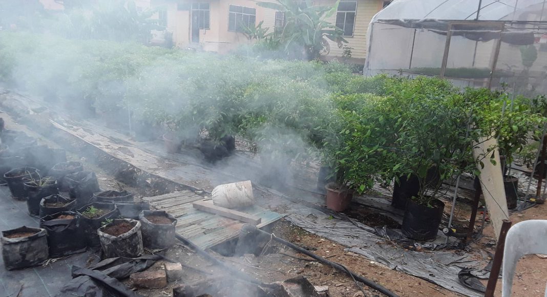 Teknik Meracun Pokok Buah Elak Serangga Perosak Tanpa Beli Racun. 2 ...