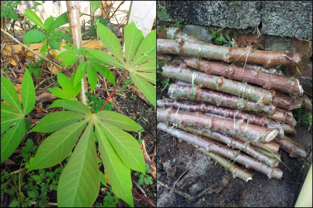 Cara Tanam Ubi Kayu Untuk Tuaian Pucuk, Boleh Tanam Dalam Pasu