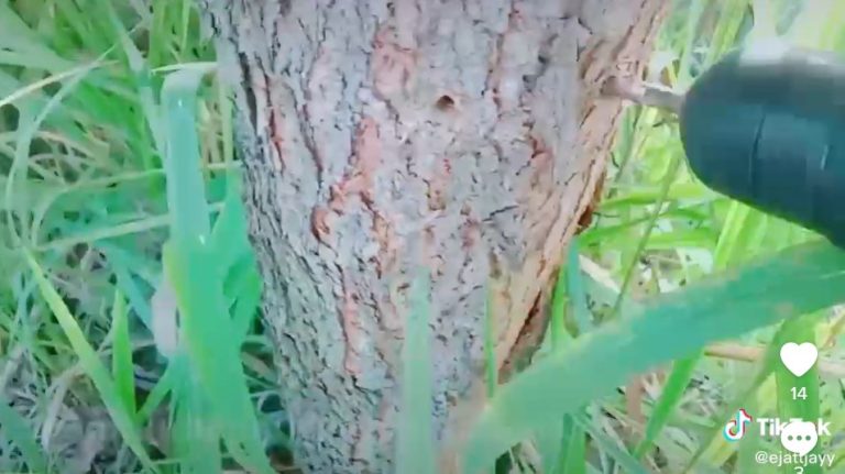 Cara Matikan Pokok Besar Sekitar Rumah Tanpa Perlu Tebang