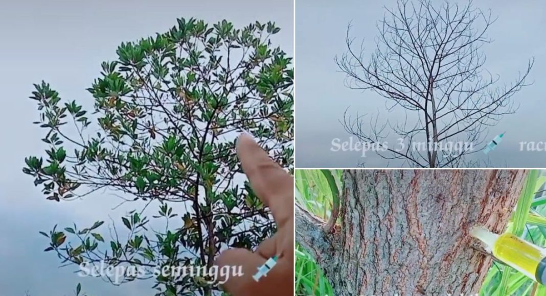 Cara Matikan Pokok Besar Sekitar Rumah Tanpa Perlu Tebang