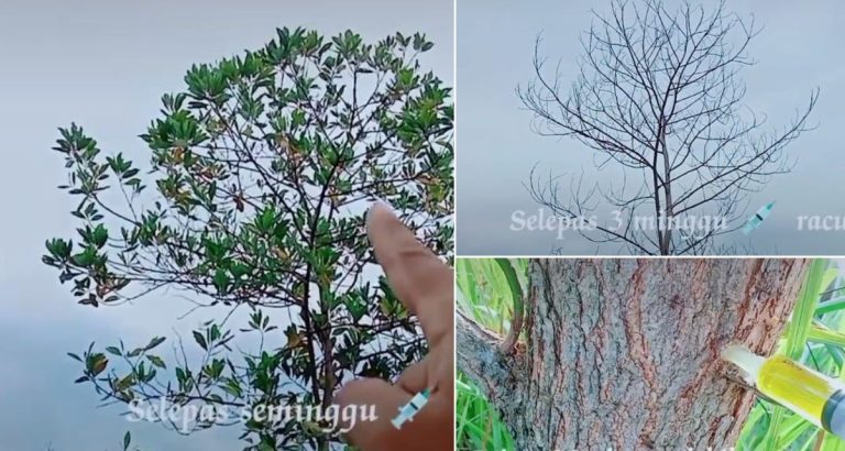 Cara Matikan Pokok Besar Sekitar Rumah Tanpa Perlu Tebang