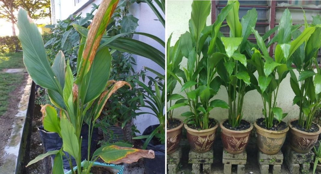 Daun Pokok Kunyit Kuning & Kering, Guna Tip Ini Untuk Rawat Supaya ...