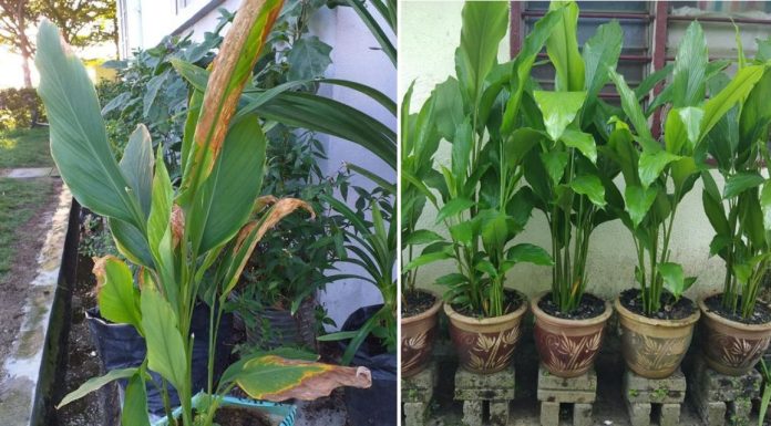 Daun Pokok Kunyit Kuning & Kering, Guna Tip Ini Untuk Rawat Supaya ...