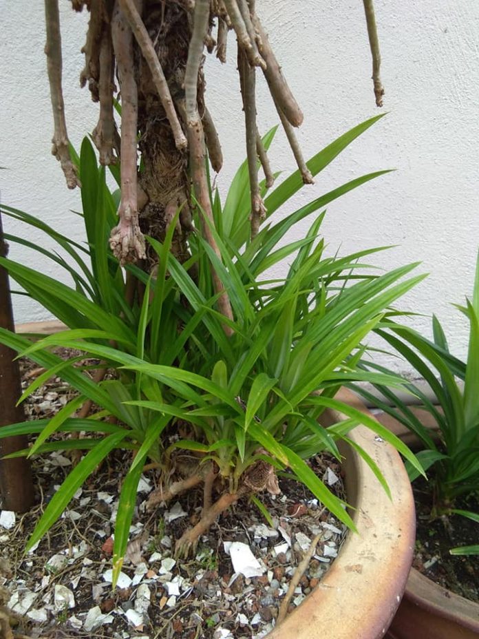 Tip Penjagaan Pokok Pandan Supaya Daunnya Tumbuh Subur, Segar & Lebar ...