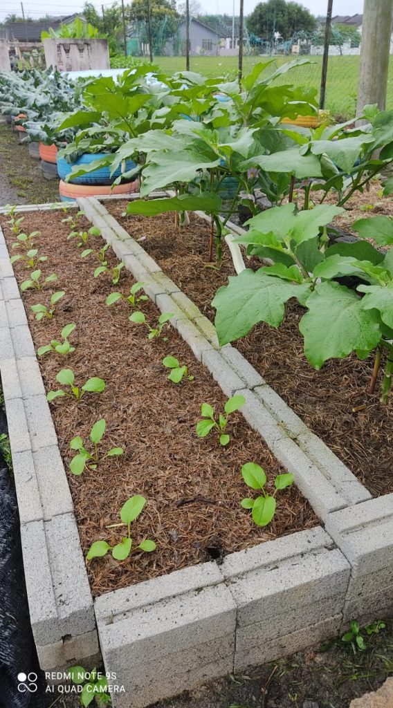 Jika Tanam Sayur Dalam Raised Bed, Ini Cara Membaja Selepas Tuai Hasil