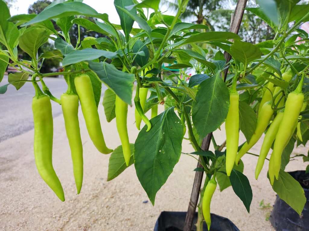 Tip Tanam Pokok Lada Solok Dalam Polibeg, Cukup Penjagaan Hasil Lada ...