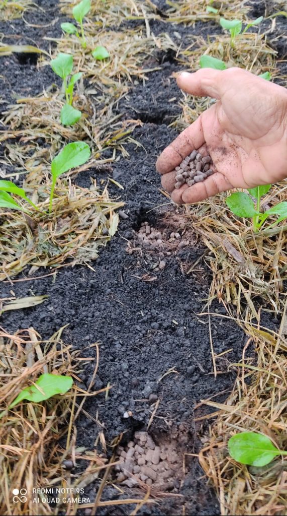 Jika Tanam Sayur Dalam Raised Bed, Ini Cara Membaja Selepas Tuai Hasil