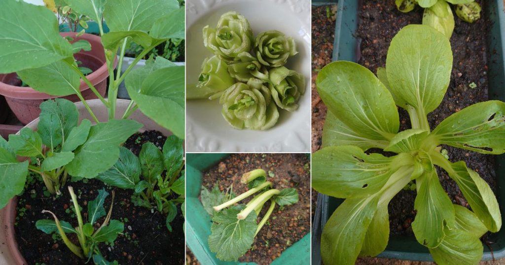 Tanam Sayur Sawi & Pak Choy Tanpa Biji Benih. Ini Caranya