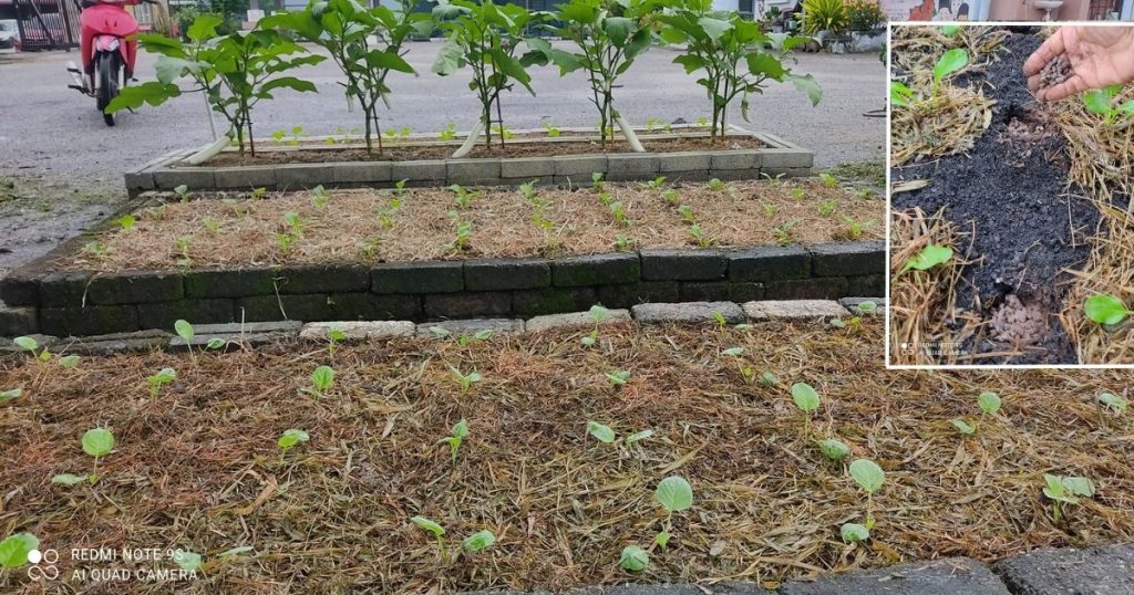 Jika Tanam Sayur Dalam Raised Bed, Ini Cara Membaja Selepas Tuai Hasil