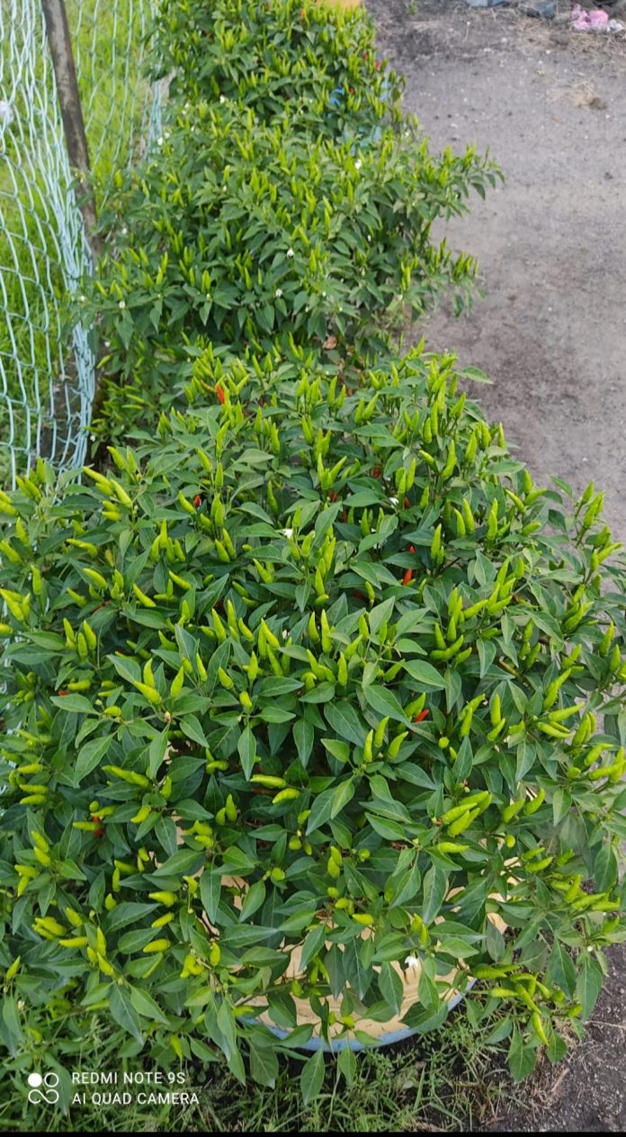 Kalau Suka Makan Pedas, Tanam Sendiri Cili Bara. Ini Tip Cili Lebat ...