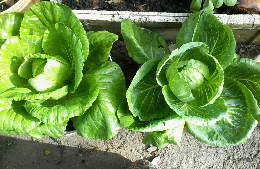 Buat Sendiri Ayam Goreng Seringgit. Ikut Tip Ini Untuk Dapat Salutan ...