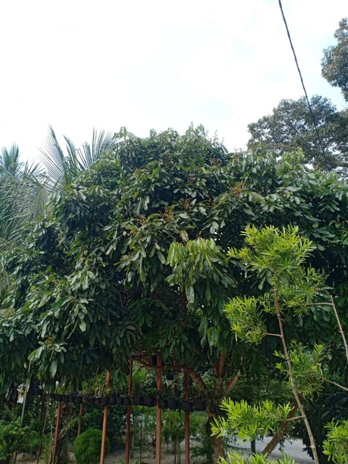 Tip Tanam Pokok Kesum Dalam Air, Kalau Nampak Daun Mula Kuning Kena ...