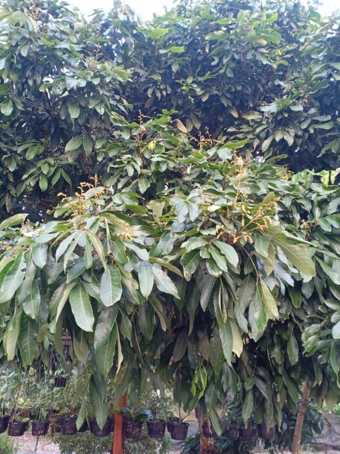 Tip Tanam Pokok Kesum Dalam Air, Kalau Nampak Daun Mula Kuning Kena ...