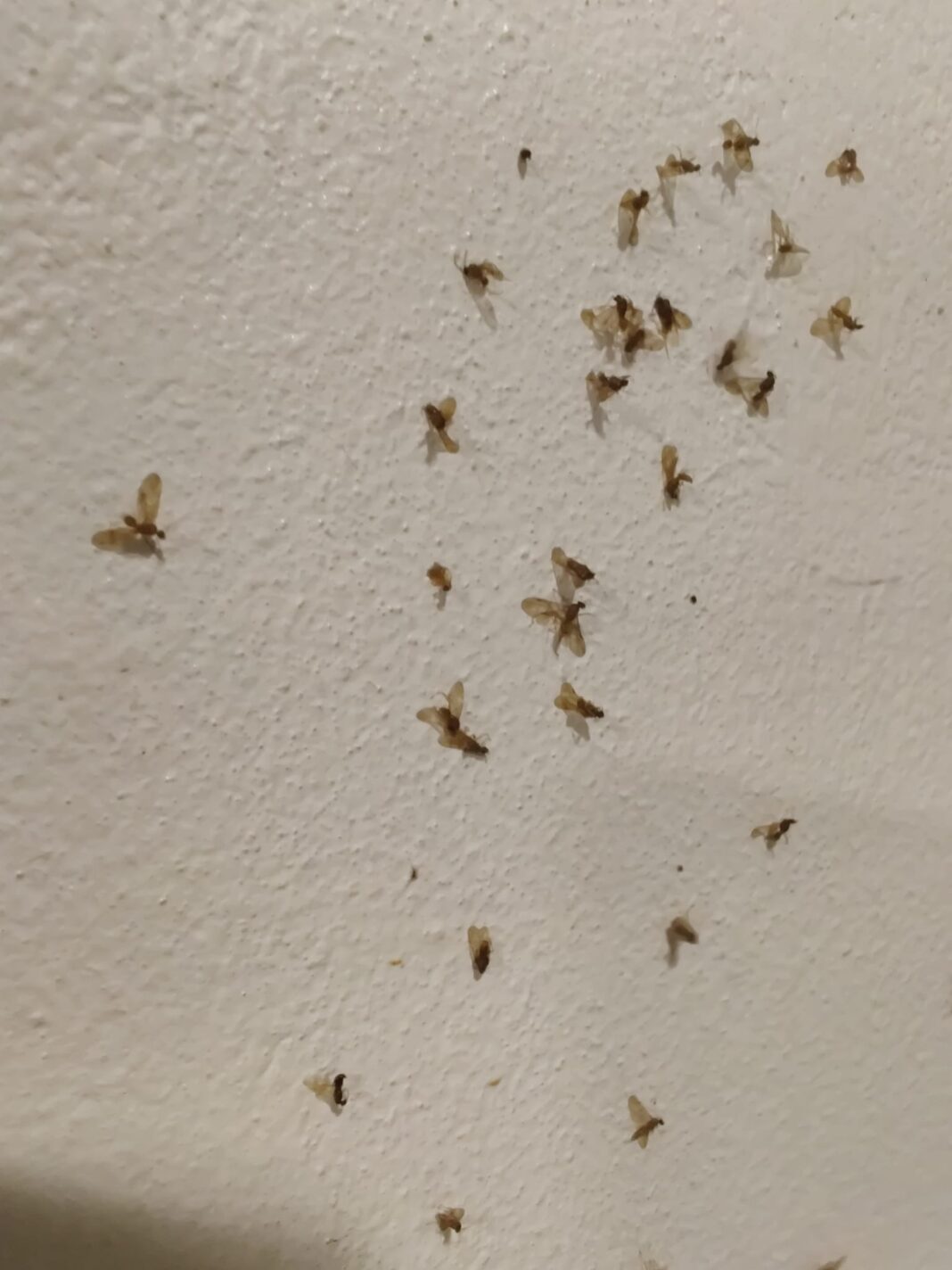 Cara Buat Homemade Sos Cili Thai. Sos Pencicah Pedas, Masam Manis ...