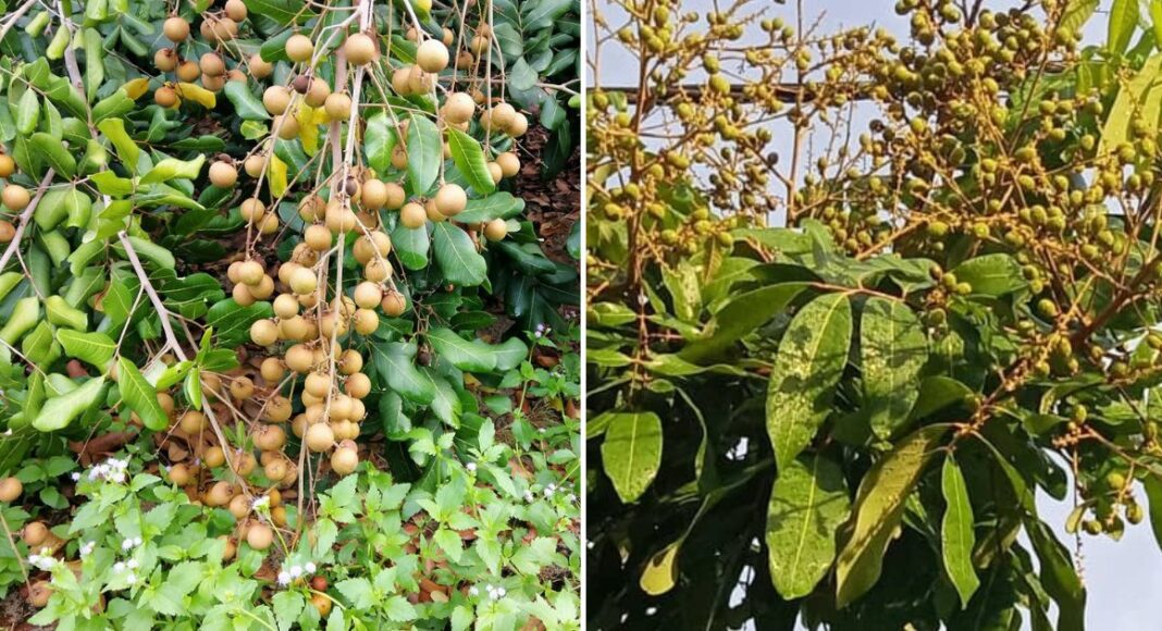Letak Garam Ini Pada Pokok Mata Kucing Yang Tak Nak Berbuah. Lepas 2 ...