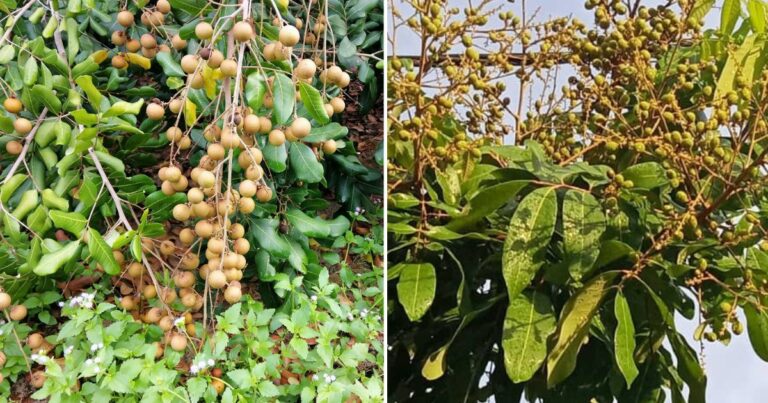 Tip Tanam Pokok Kesum Dalam Air, Kalau Nampak Daun Mula Kuning Kena ...