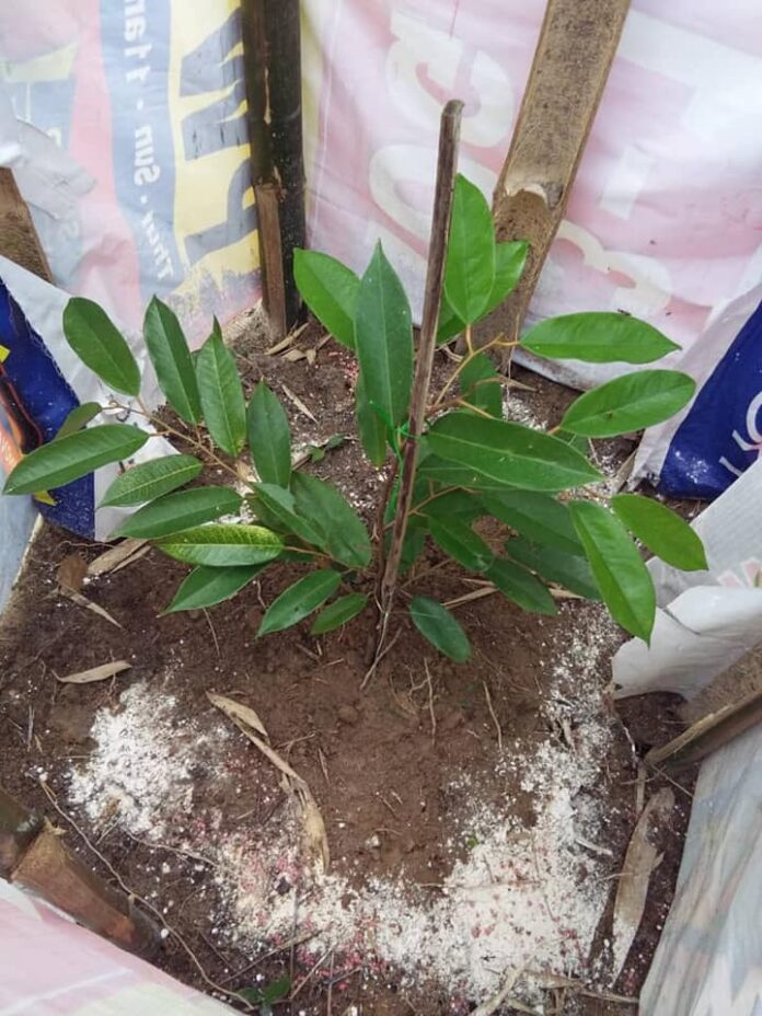 Cara Betul Guna Dolomite & Sukatannya Supaya Tanah & Tanaman Subur