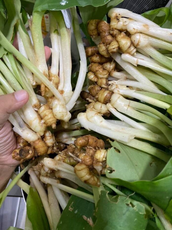 Mudah Rupanya Buat Sendiri Kuetiau. Bancuh 2 Jenis Tepung & Kukus ...