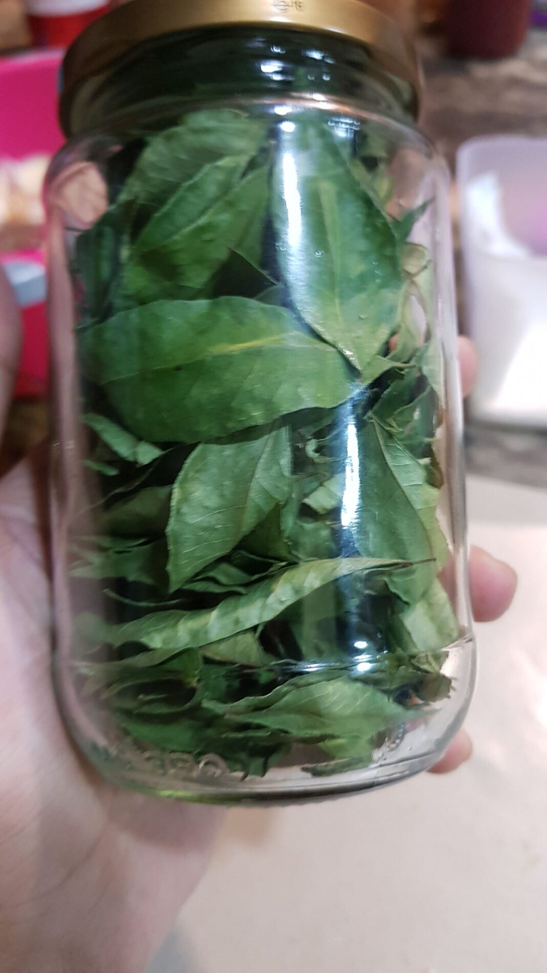 Tip Tanam Pokok Kesum Dalam Air, Kalau Nampak Daun Mula Kuning Kena ...