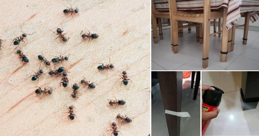 3 Tip Mudah Elak Semut Naik Atas Meja Makan