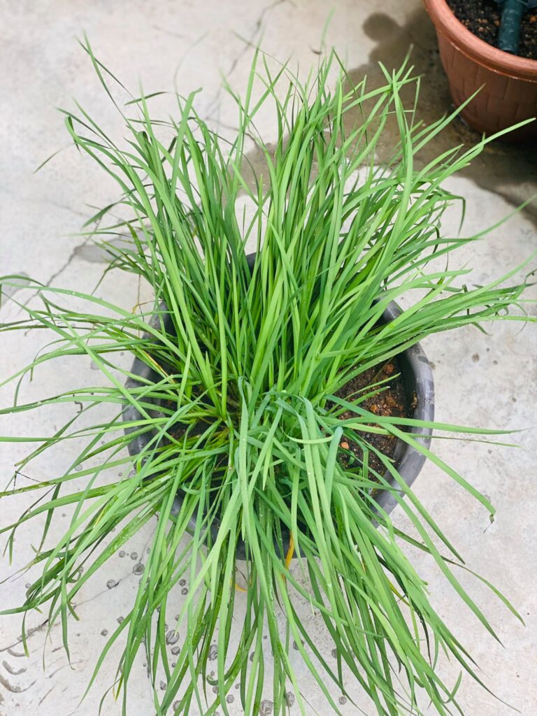 Tip & Cara Penjagaan Pokok Kucai Jika Tanam Dalam Pasu, Nak Potong Daun ...