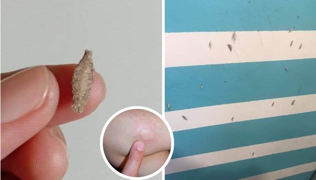 Bersihkan Sawang, Cara Elak Kamitetep Bersarang Di Dinding Rumah. Kena ...