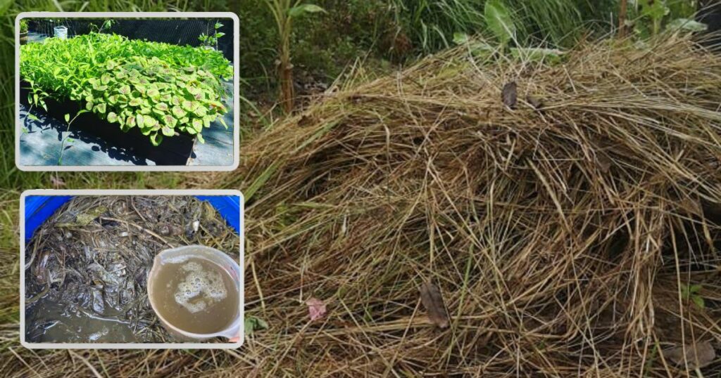 Cara Buat Baja Guna Rumput Liar. 'Zero' Modal Tapi Berkesan Suburkan ...