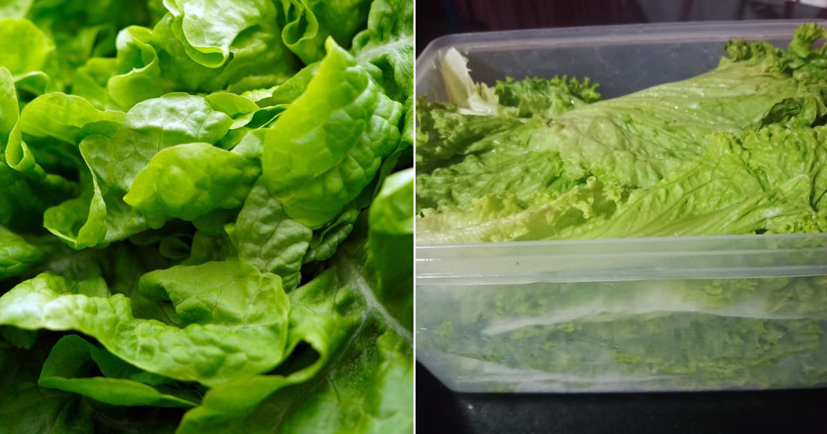 Tip Simpan Daun Salad Agar Tahan Lama. 3 Minggu Pun Daun Masih Elok & Segar