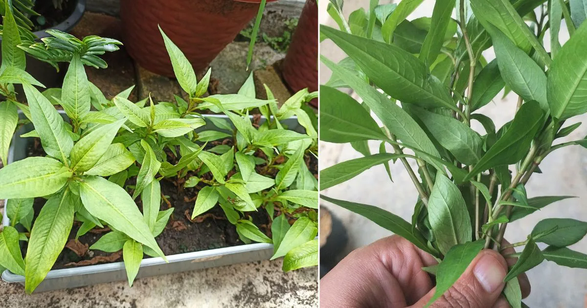 Tip Mudah Tanam Pokok Kesum, Potong Pucuk Terus Semai. Lepas Seminggu ...