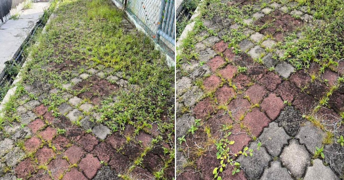 Cara Mudah Elak Rumput Tumbuh Celah Batu Bata, Lantai Simen Atau Paver ...