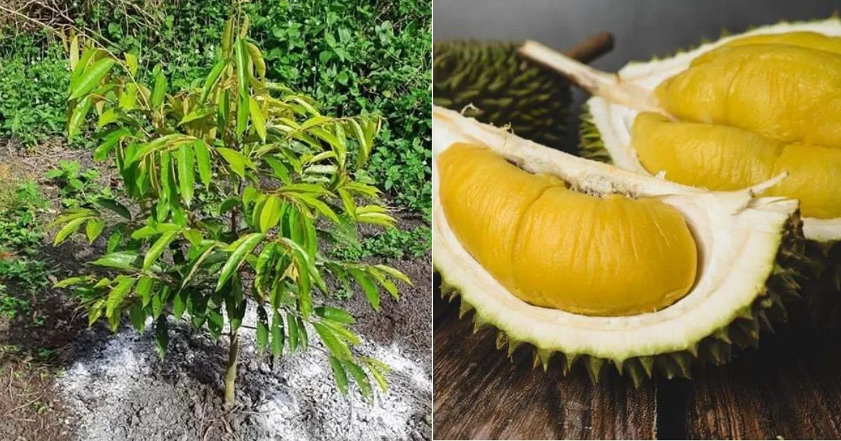 Punca Anak Pokok Durian Terbantut & Cara Mengatasi - Vanilla Kismis