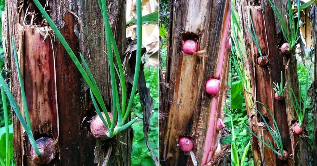 Tanam Bawang Pada Batang Pokok Pisang Pun Boleh. Hasilnya Daun Bawang ...